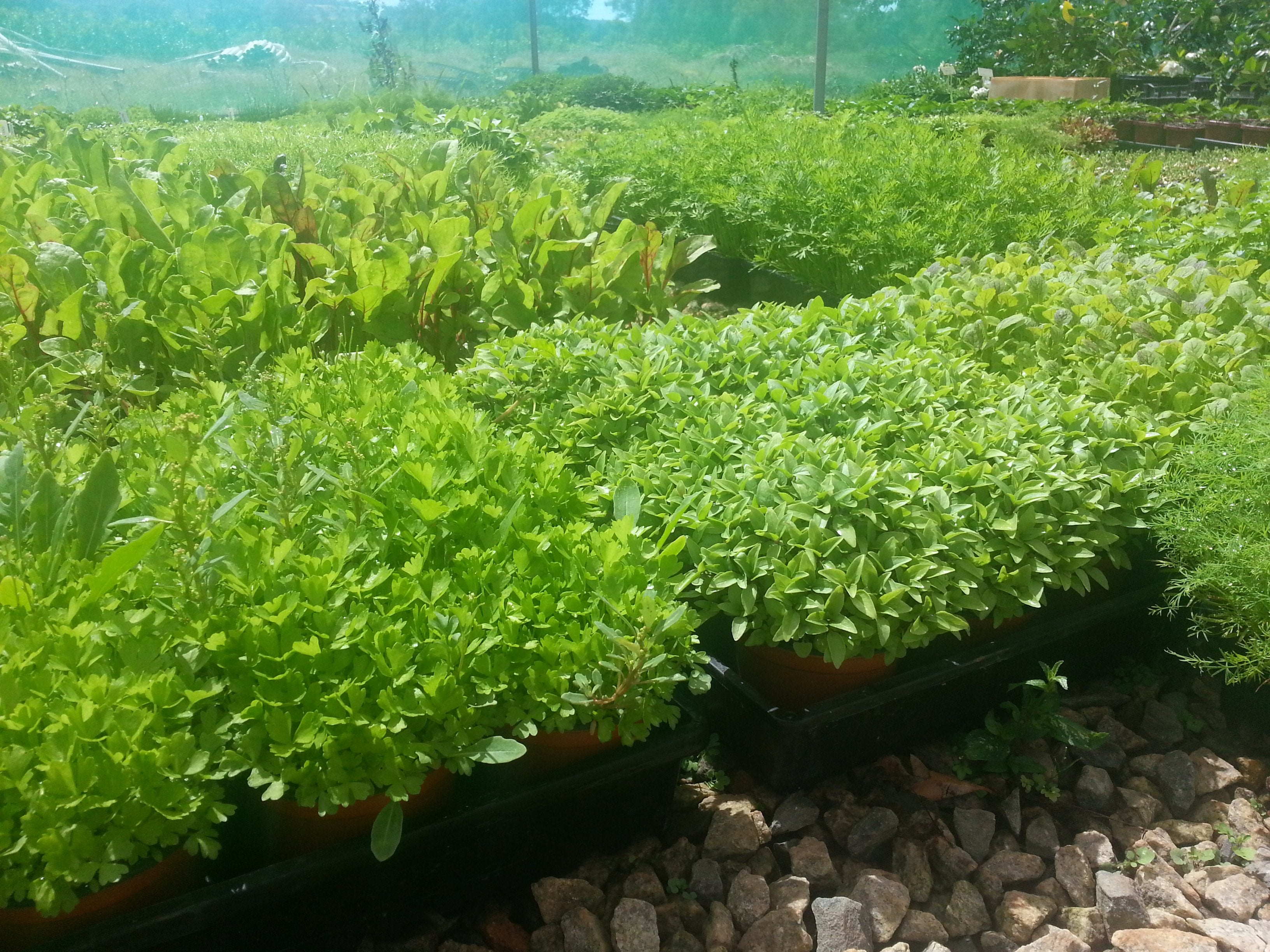 Herbal Medicine, Herbalist, Education, Heirloom Seeds – Oak Tree Herbal ...